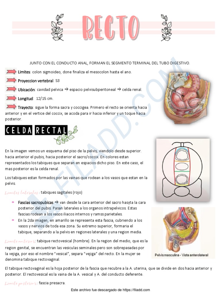 Recto | PDF | Recto | Pelvis