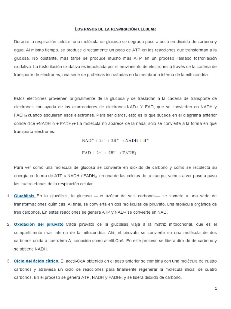 Los Pasos de La Respiración Celular | PDF | Trifosfato de adenosina | Respiración celular
