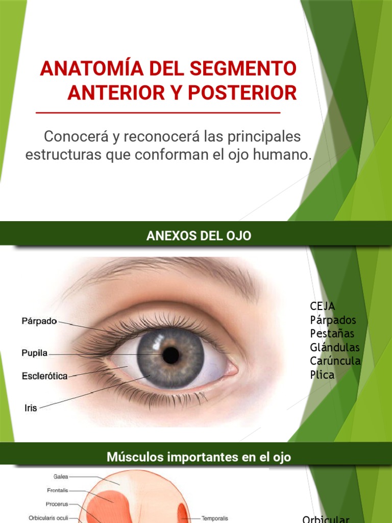 Anatomía del Ojo: Segmentos y Anexos | PDF | Ojo humano | Ojo