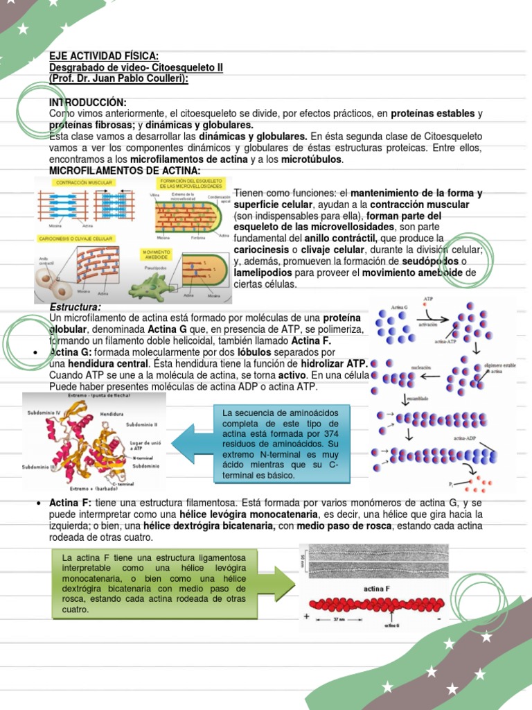 Desgrabado de video- Citoesqueleto II | PDF | Actina | Microtúbulos