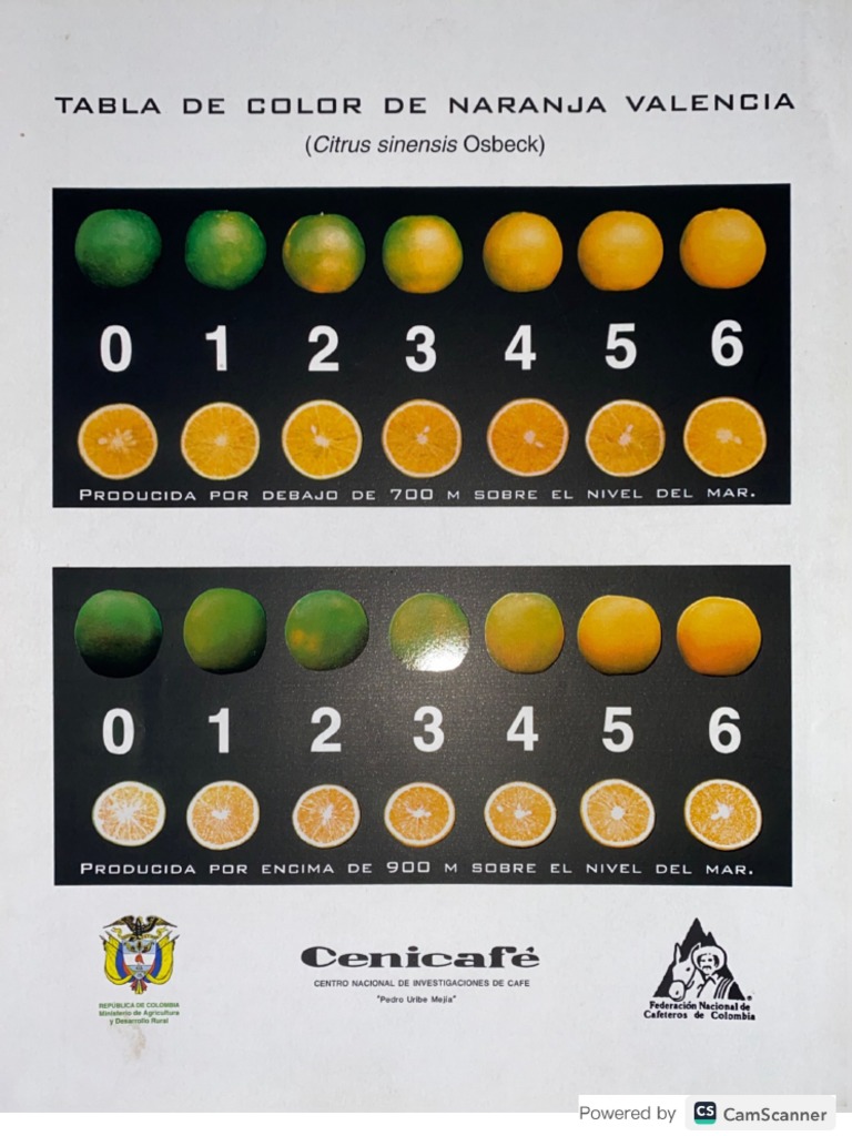 Tabla de Color Naranja | PDF