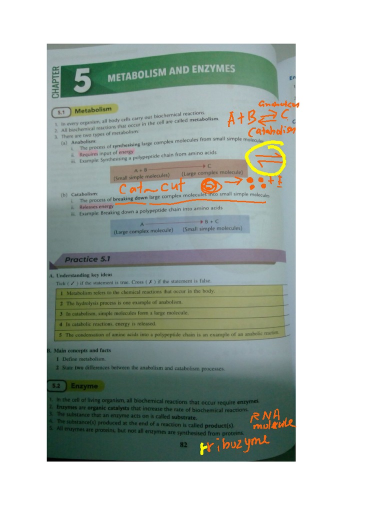 Chapter 5 f4 Bio Notes | PDF