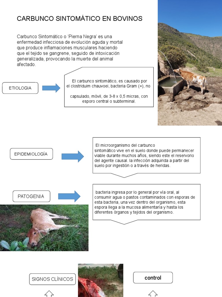 Carbunco Sintomático en Vacunos | PDF