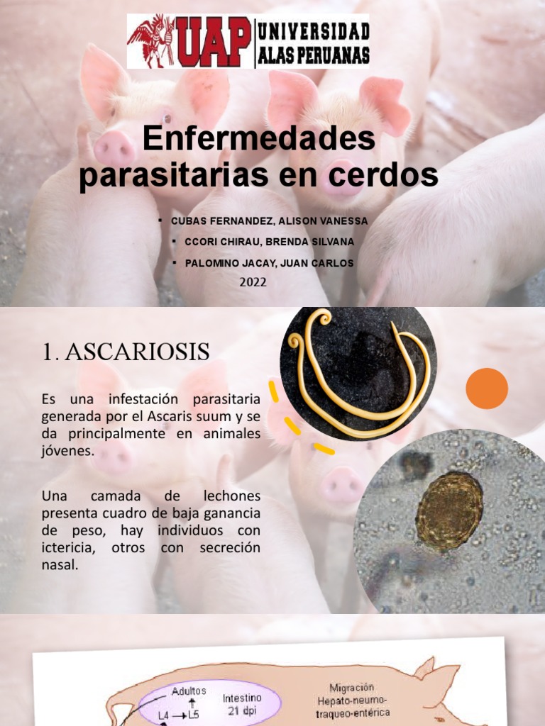 Tema Enfermedades Parasitarias en Cerdos X CET-TSP-EPMV | PDF | Diarrea ...