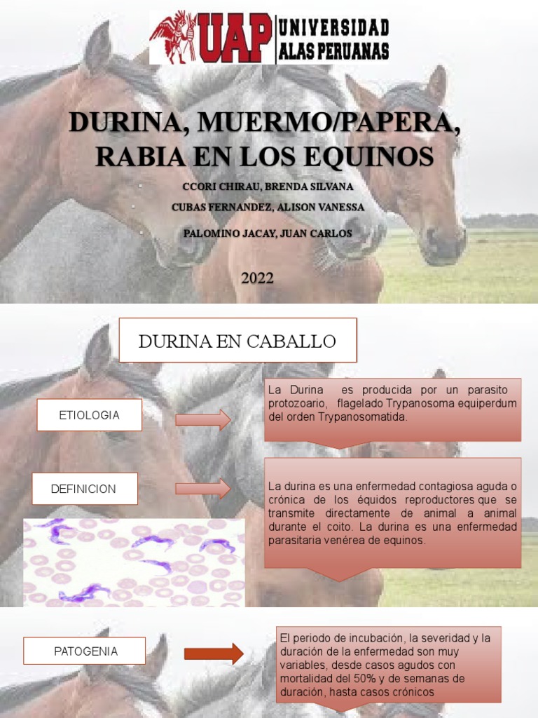 Muermo Equino | PDF | Rabia | Epidemiología