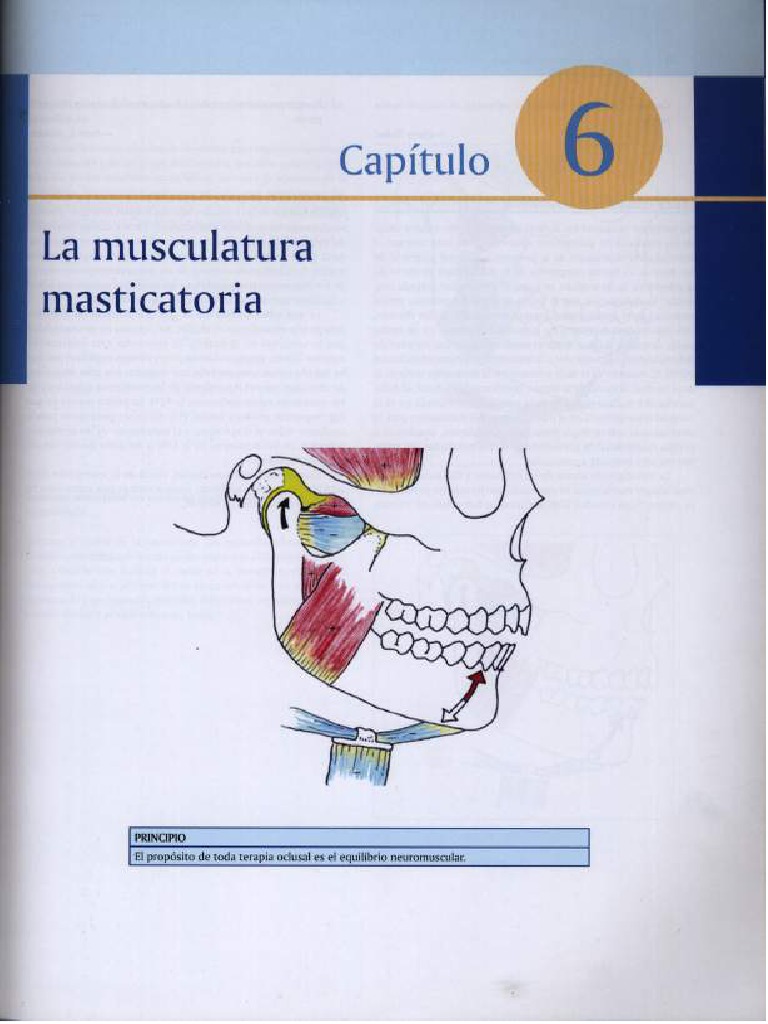 CAPITULO 6 MUSCULATURA MASTICATORIA - Compressed | PDF