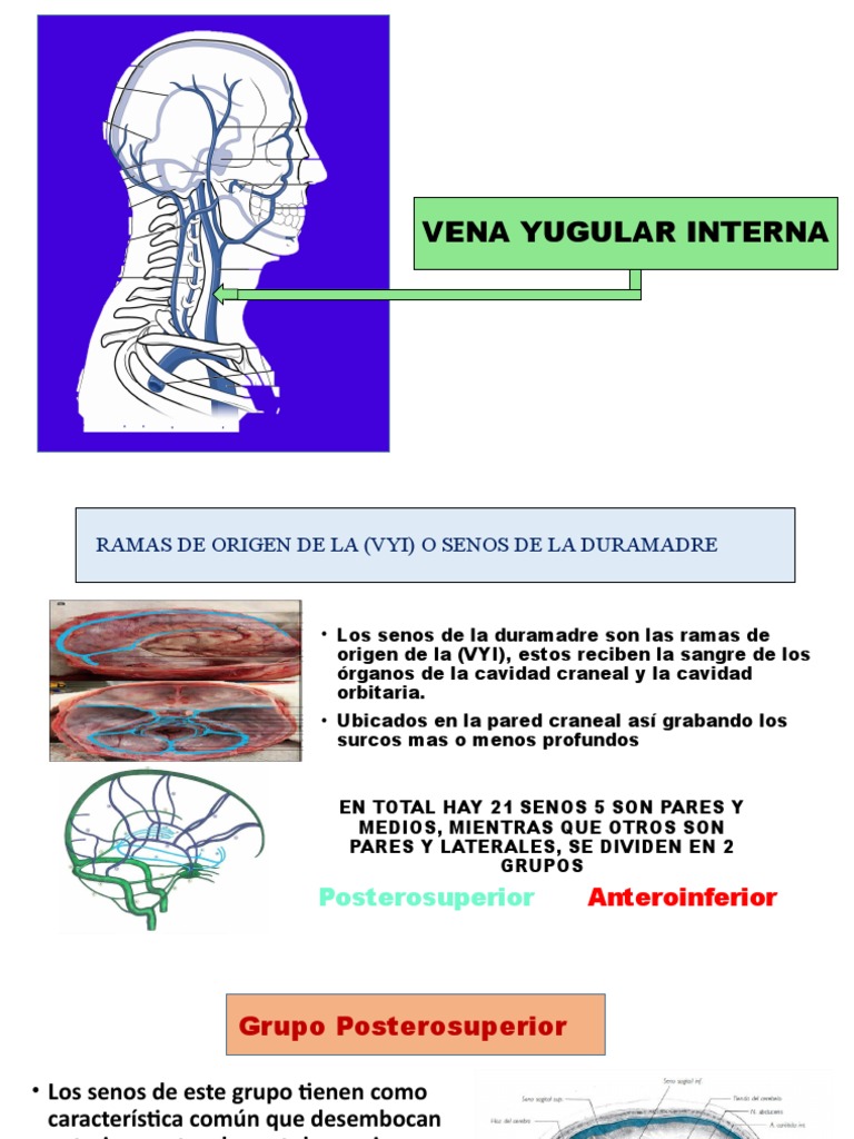 Vena Yugular Interna-1 | PDF | Cabeza y cuello humanos | Sistema ...