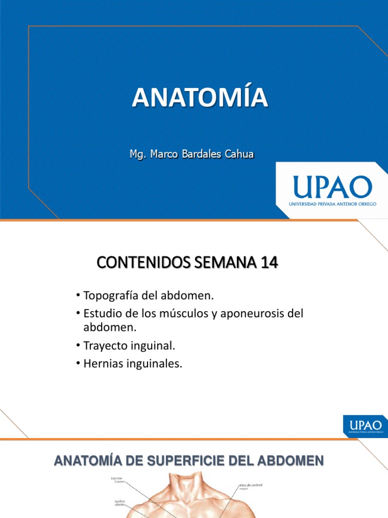 PPT14 Abdomen | PDF | Abdomen | Anatomía