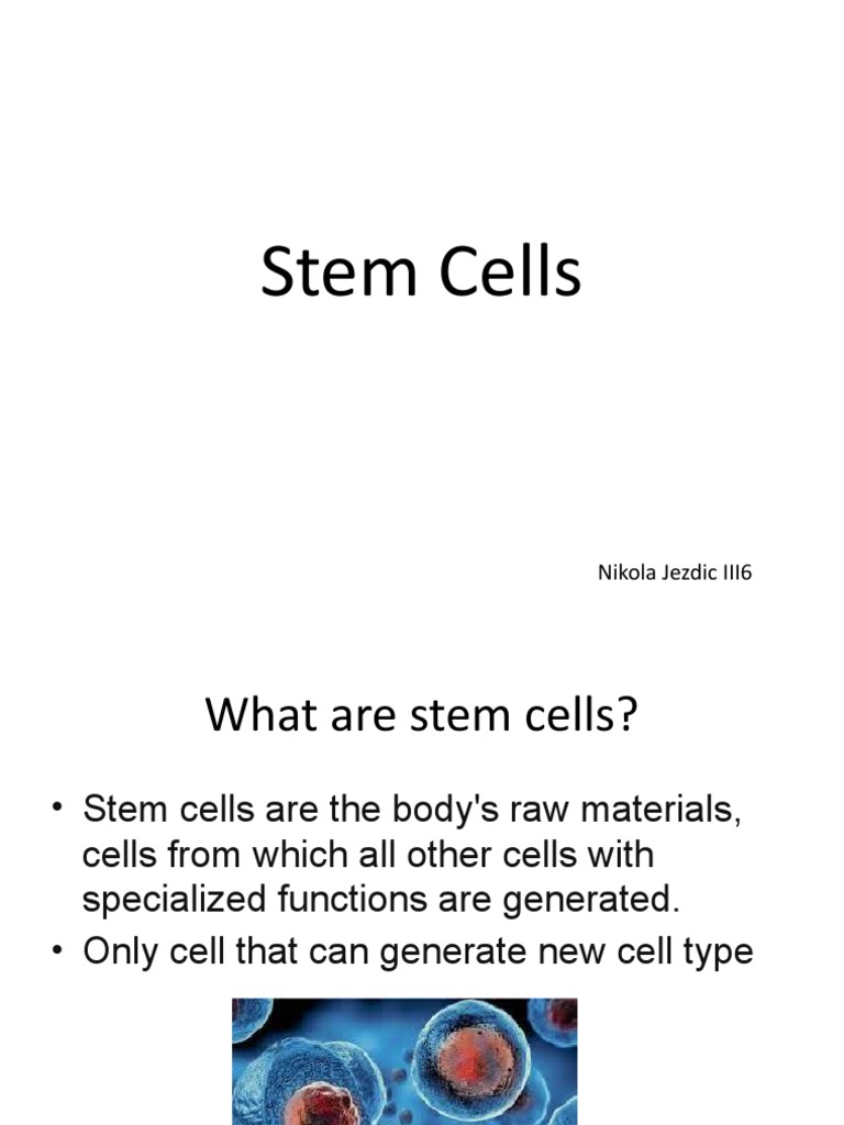 Stem Cells Nikola Jezdic | PDF | Stem Cell | Embryonic Stem Cell