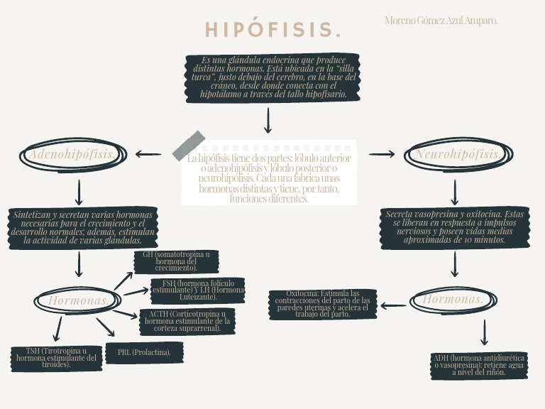 Hipófisis | PDF | Glándula pituitaria | Órgano (anatomía)