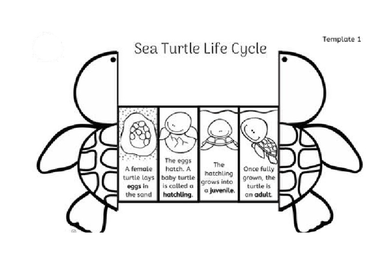 Life Cycle of Sea Turtle | PDF