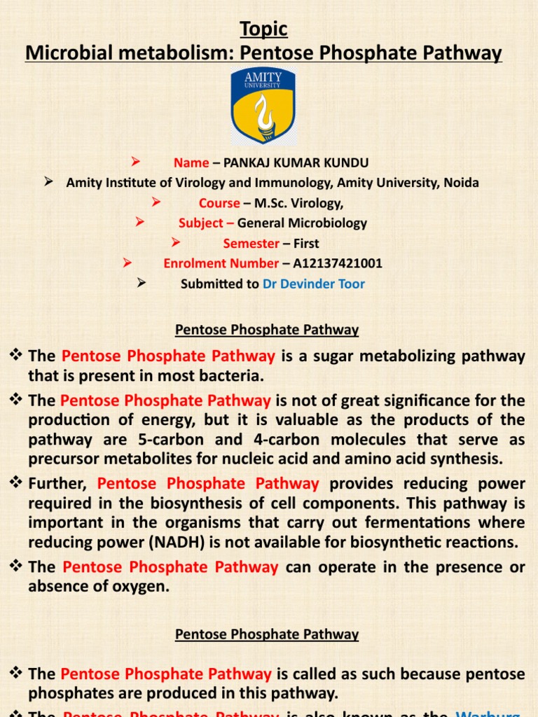 Pentose Phosphate Pathway | PDF | Nicotinamide Adenine Dinucleotide ...