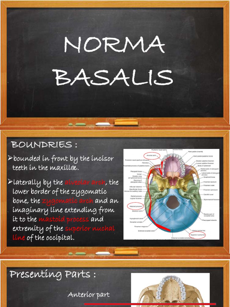 Normabasalisfinal PDF | PDF | Musculoskeletal System | Human Head And Neck
