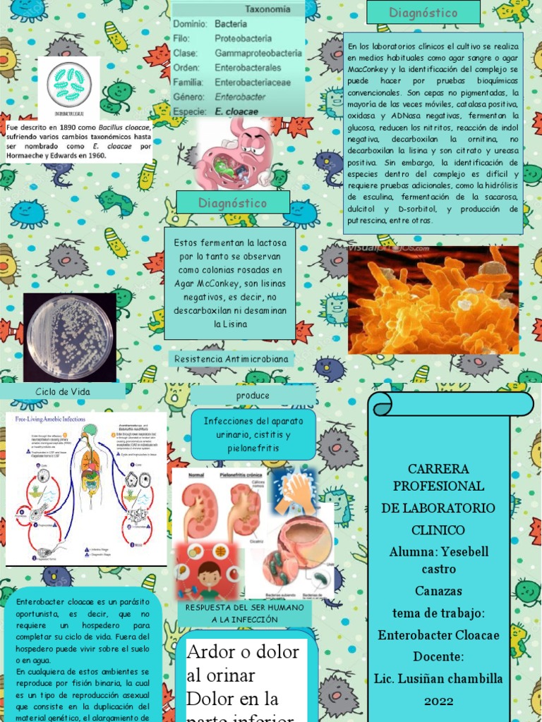 Enterobacter Cloacae | PDF | Especialidades Medicas | Medicina CLINICA