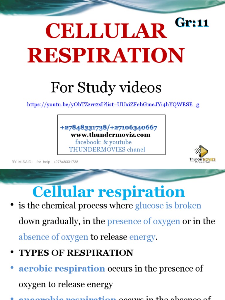 Cellular Respiration | PDF | Cellular Respiration | Adenosine Triphosphate