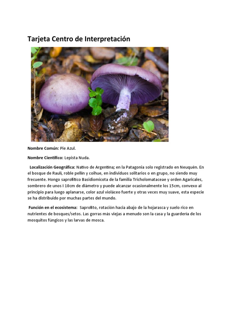 Pie Azul en la Patagonia: Función y Hábitat | PDF | Estudios de idiomas ...