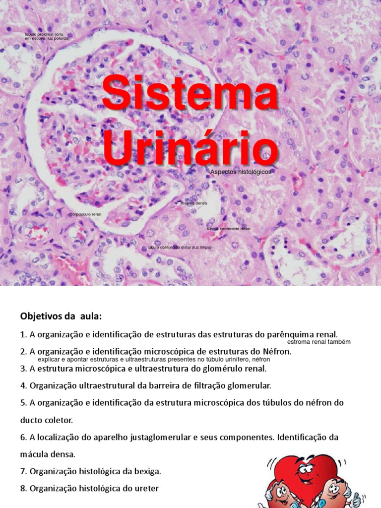 Histologia - Sistema Urinário | PDF | Rim | Sistema urinário