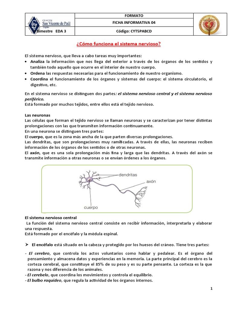 CYT FICHA INFORMATIVA 04 Sistema Nervioso | PDF | Sistema nervioso | Cerebro