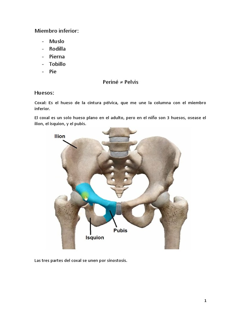 Huesos del Miembro Inferior: Anatomía | PDF | Anatomía humana | Sistema ...