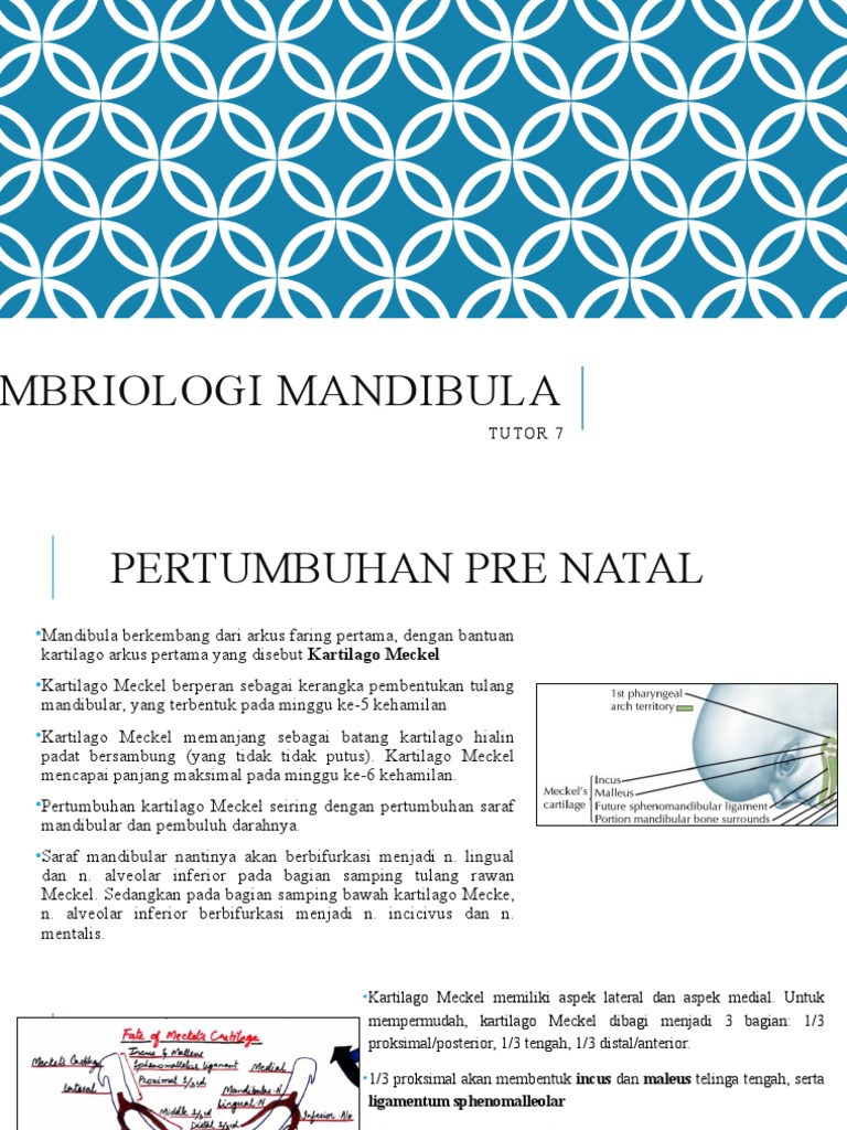 Embriologi Mandibula | PDF