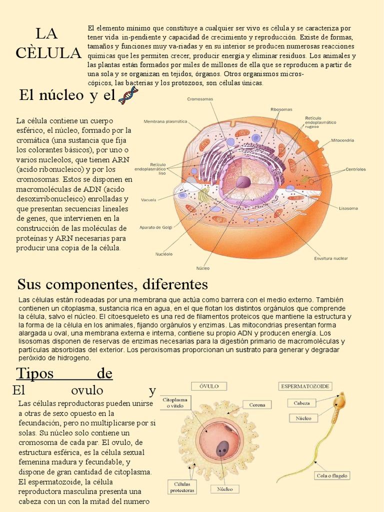 infografia celula | PDF