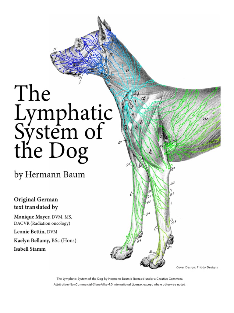 Canine Lymphatic System Overview | PDF | Lymphatic System | Organ (Anatomy)