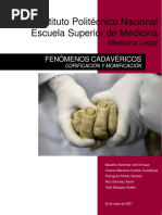 Corificación: Conservación Cadavérica | PDF | Descomposición | Química