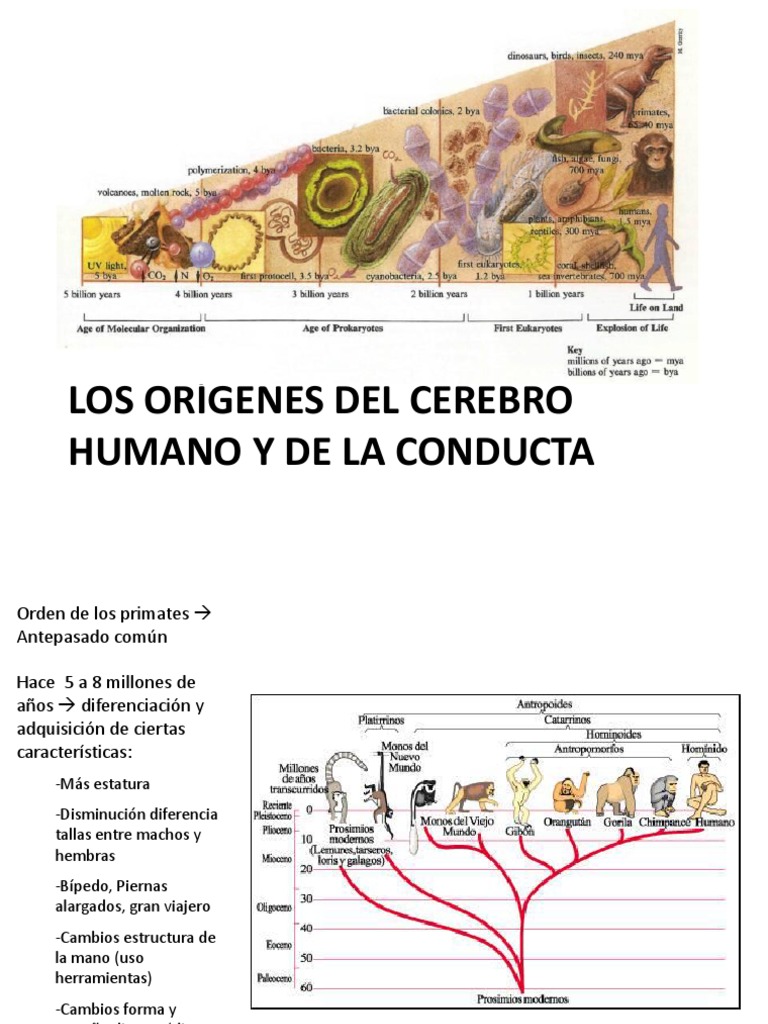 1 - Evolución Del Cerebro Humano y de La Conducta Humana | PDF ...