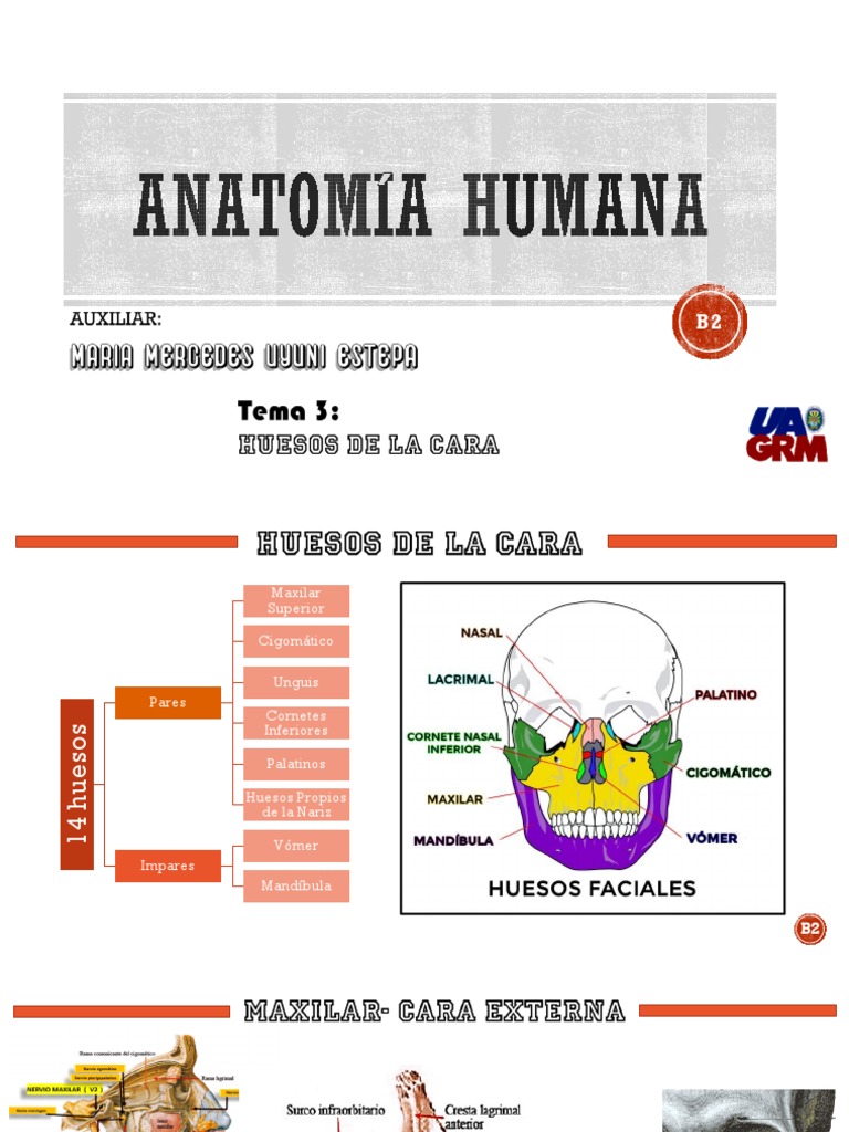 3.huesos de La Cara | PDF | Cabeza y cuello humanos | Rasgos faciales