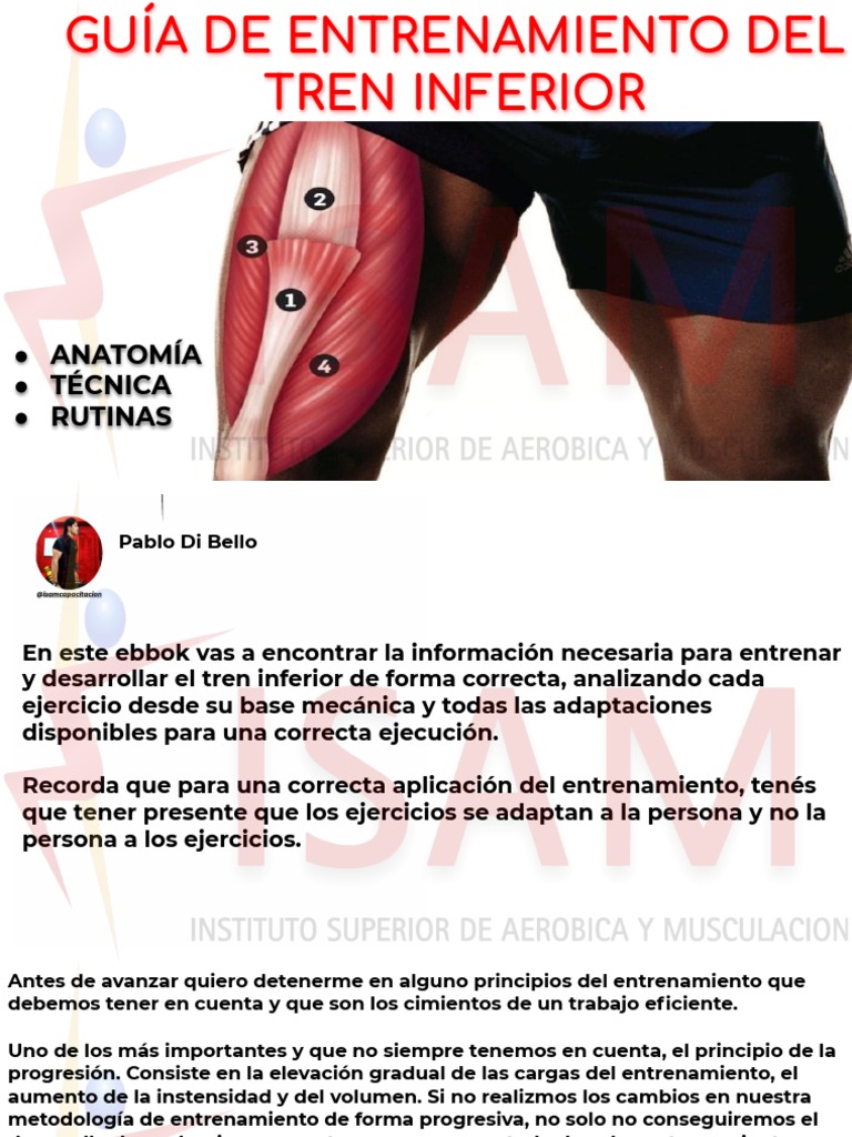 Tren Inferior | PDF | Sistema musculoesquelético | Anatomía humana