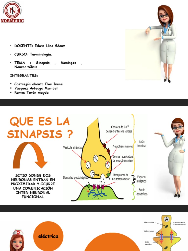 Sinapsis: Tipos y Funciones | PDF | Sinapsis | Anatomía