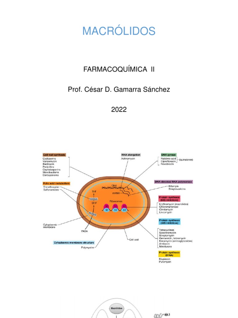 10 - 01 Macrólidos | PDF | Biología estructural | Genética