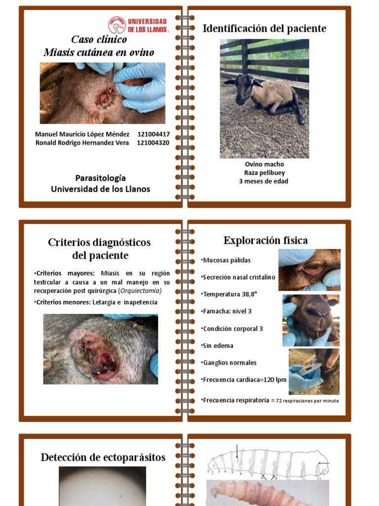 Miasis cutánea en ovino: diagnóstico y tratamiento | PDF | Mosca | Oveja