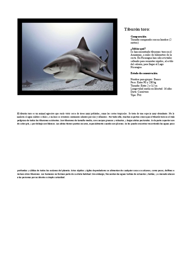 Características del tiburón toro en Nicaragua | PDF | Tiburones | Pescado