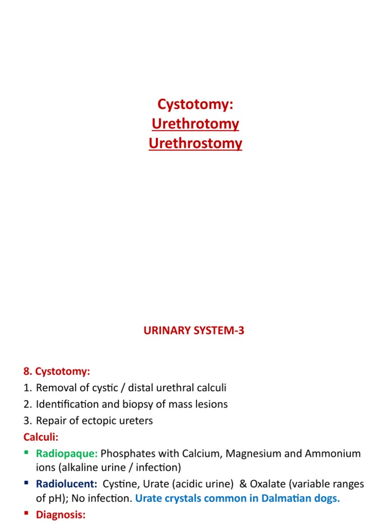 Urinary System 3 | PDF | Urinary System | Surgical Specialties