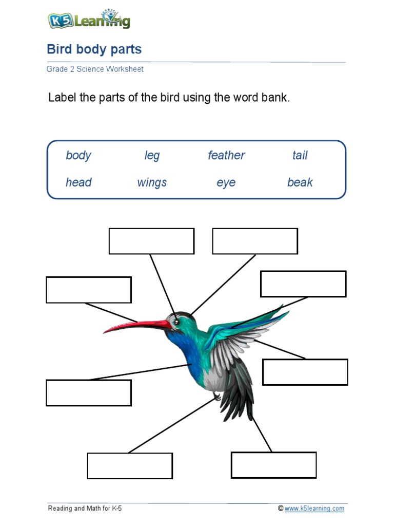 Grade 2 Bird Body Parts Worksheet | PDF