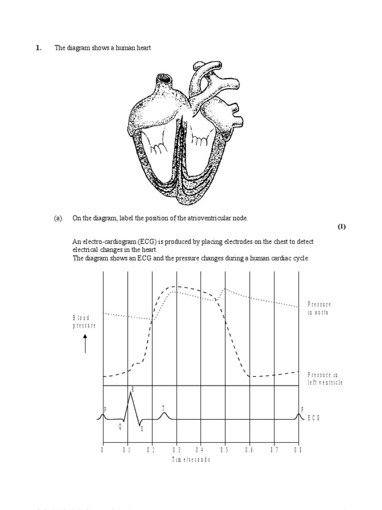 Cardiac Cycle: ECG and Pressure Changes | PDF | Heart | Circulatory System