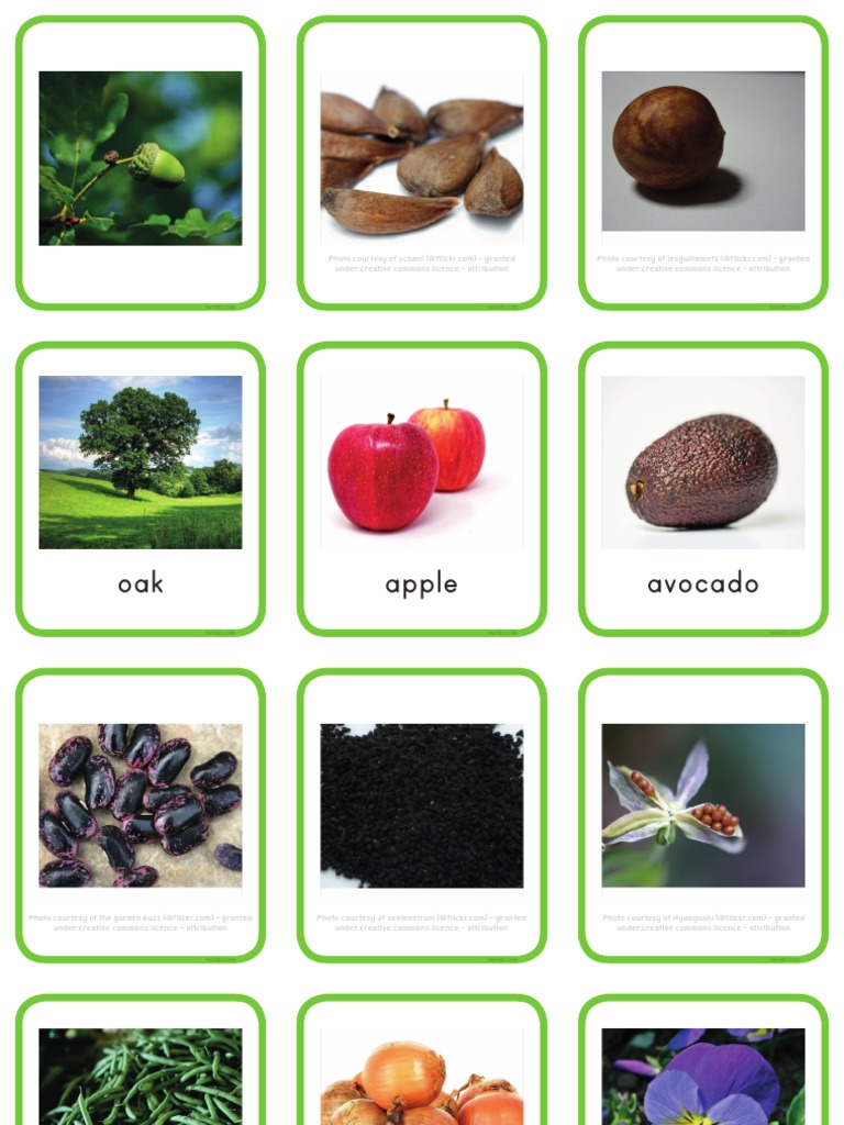 US T 2549145 Seeds and Plants Matching Cards - Ver - 3 | PDF ...