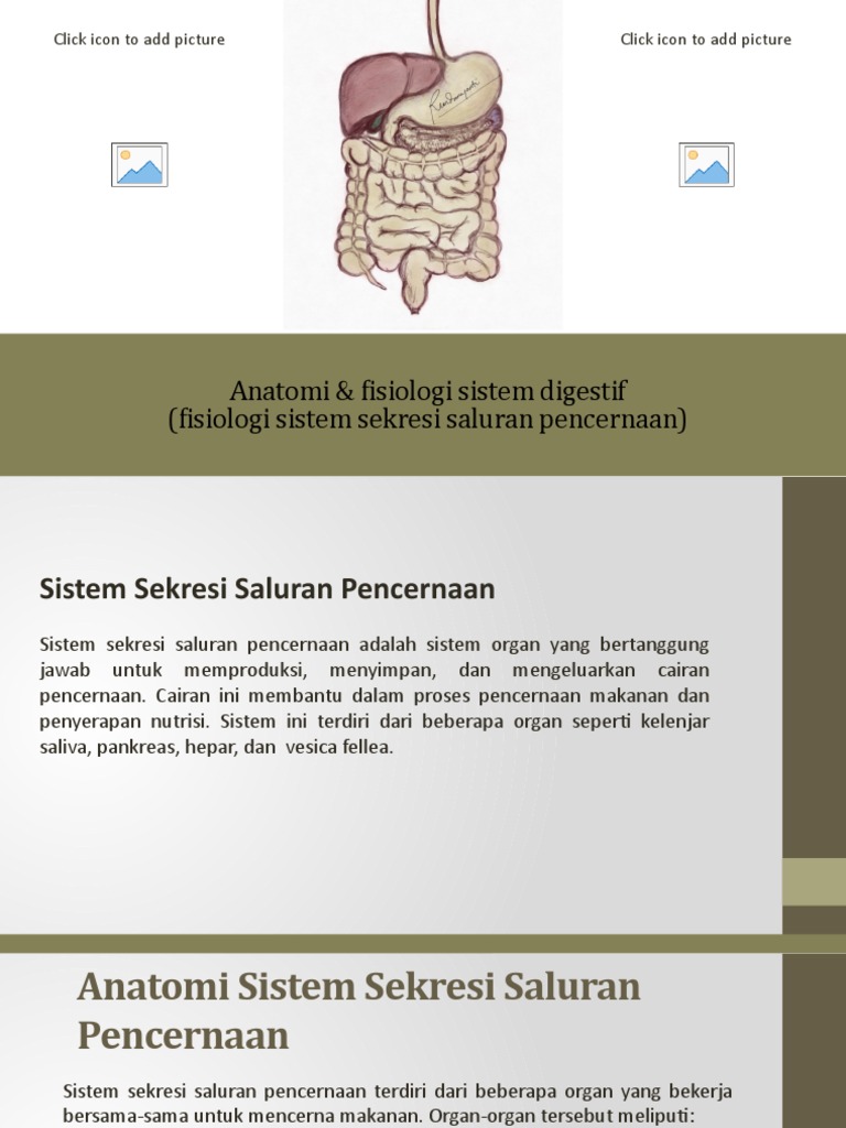 Fisiologi Sekresi Sistem Digestive | PDF