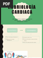 Formación del Asa Cardíaca en Embriología | PDF | Corazón | Órgano ...