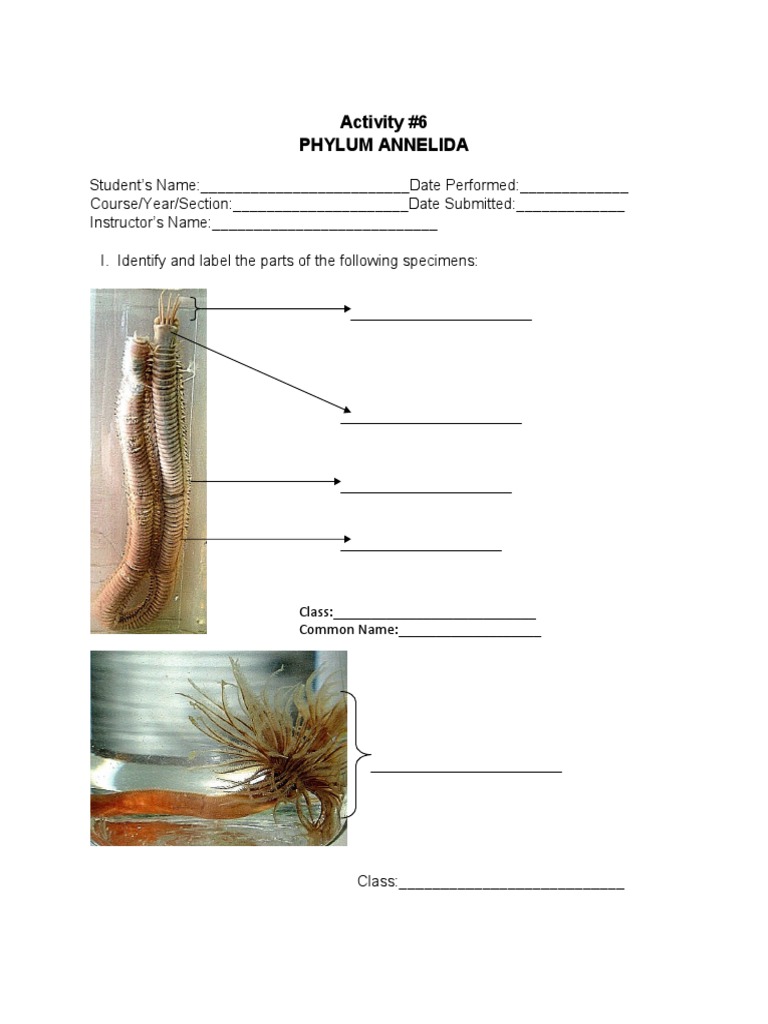 Act. 6_ Phylum Annelida_worksheet | PDF