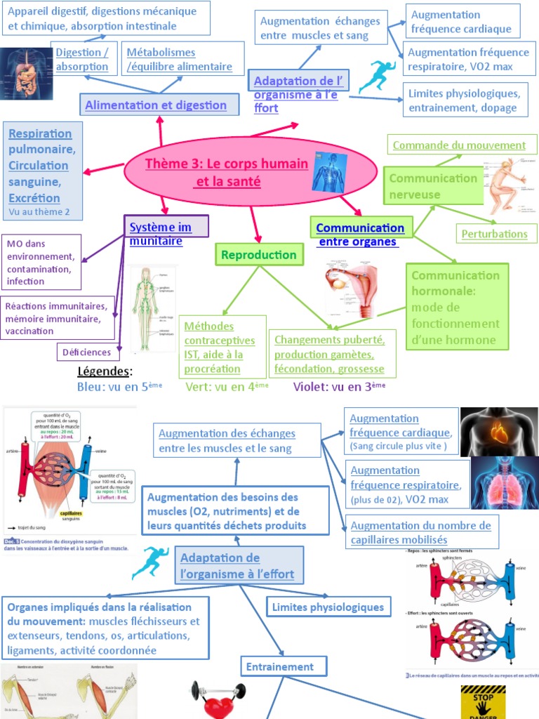 Carte Mentale 3è Th3 | PDF | Système immunitaire | Reproduction humaine