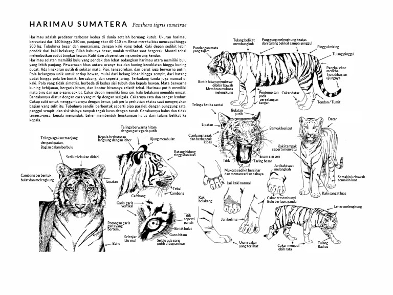 Anatomi Harimau Sumatera | PDF