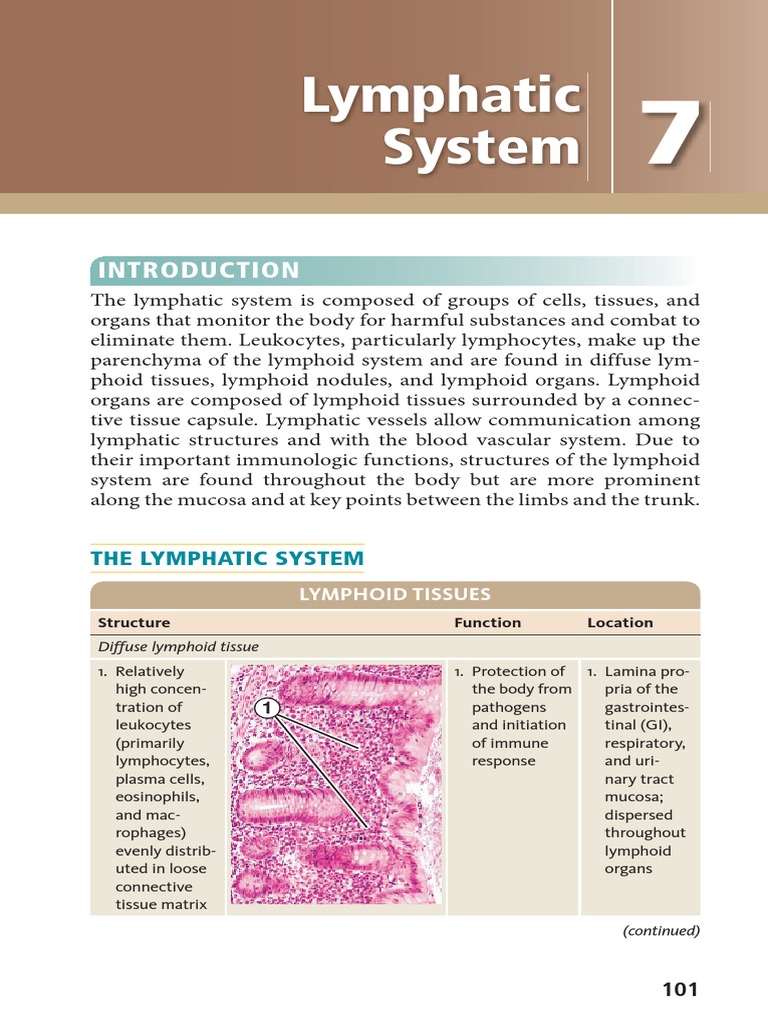 Lymphatic System Histology | PDF | Lymph Node | Lymphatic System
