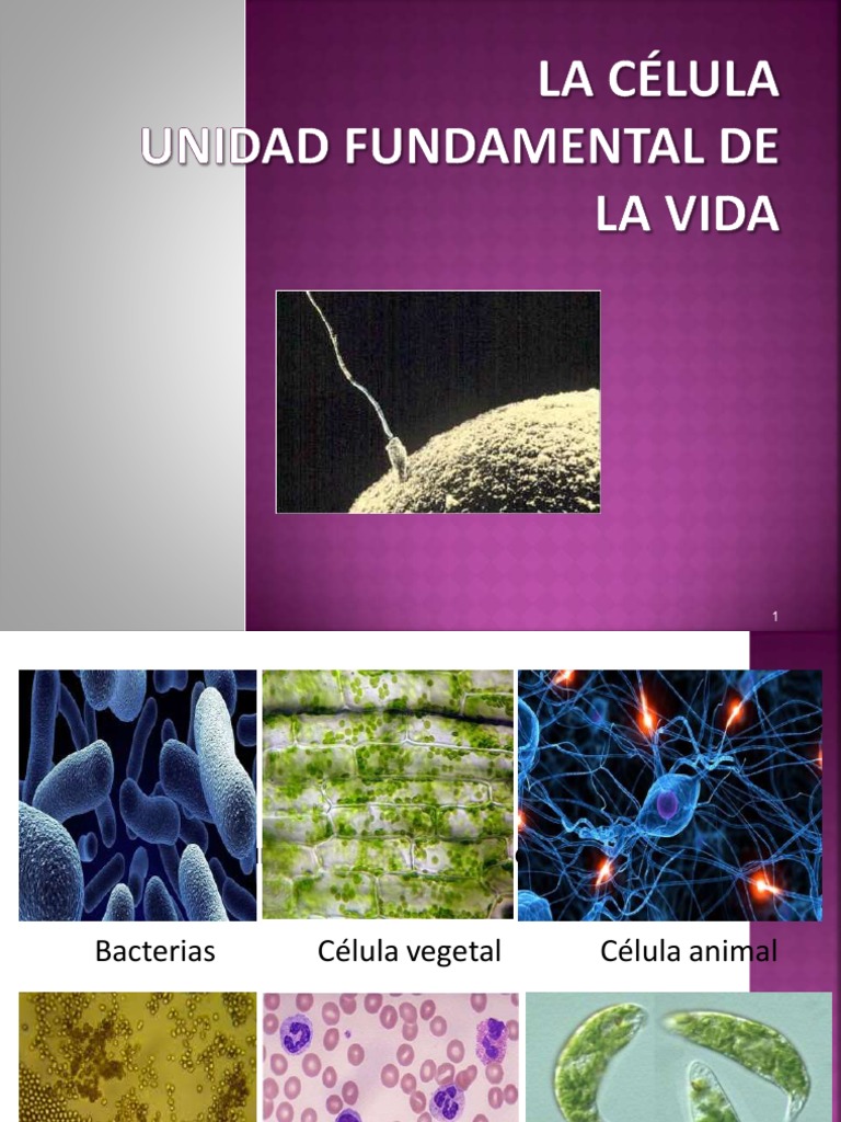 Clase 7 y 8 Tema 6 Celula Eucariota FINAL | PDF | Biología Celular) | Retículo endoplásmico