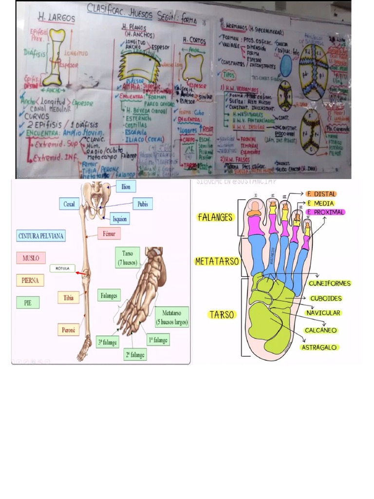 Anatomia Huesos | PDF