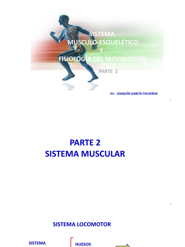 U2 - 2 Sistema Locomotor Parte 2 | PDF | Músculo | Contracción muscular