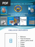 Anatomia de La Rata Externa e Interna Tacher | PDF | Riñón | Abdomen