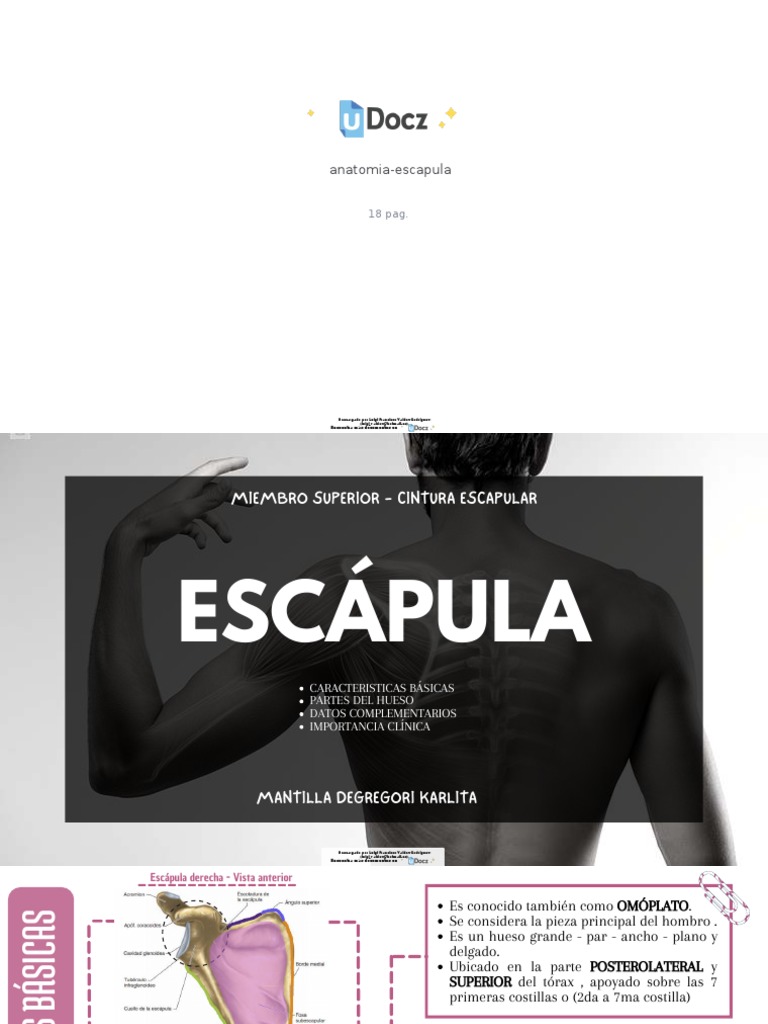 Anatomía de la Escápula y sus Partes | PDF | Hombro | Articulaciones