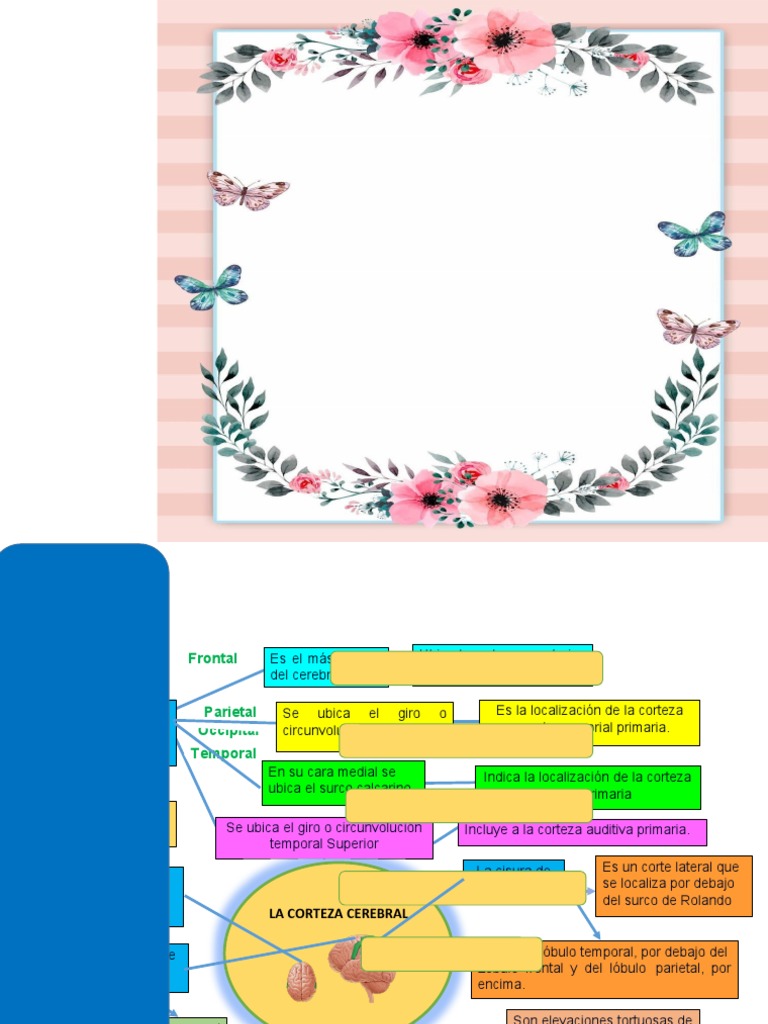 Mapa Mental De La Corteza Cerebral Pdf